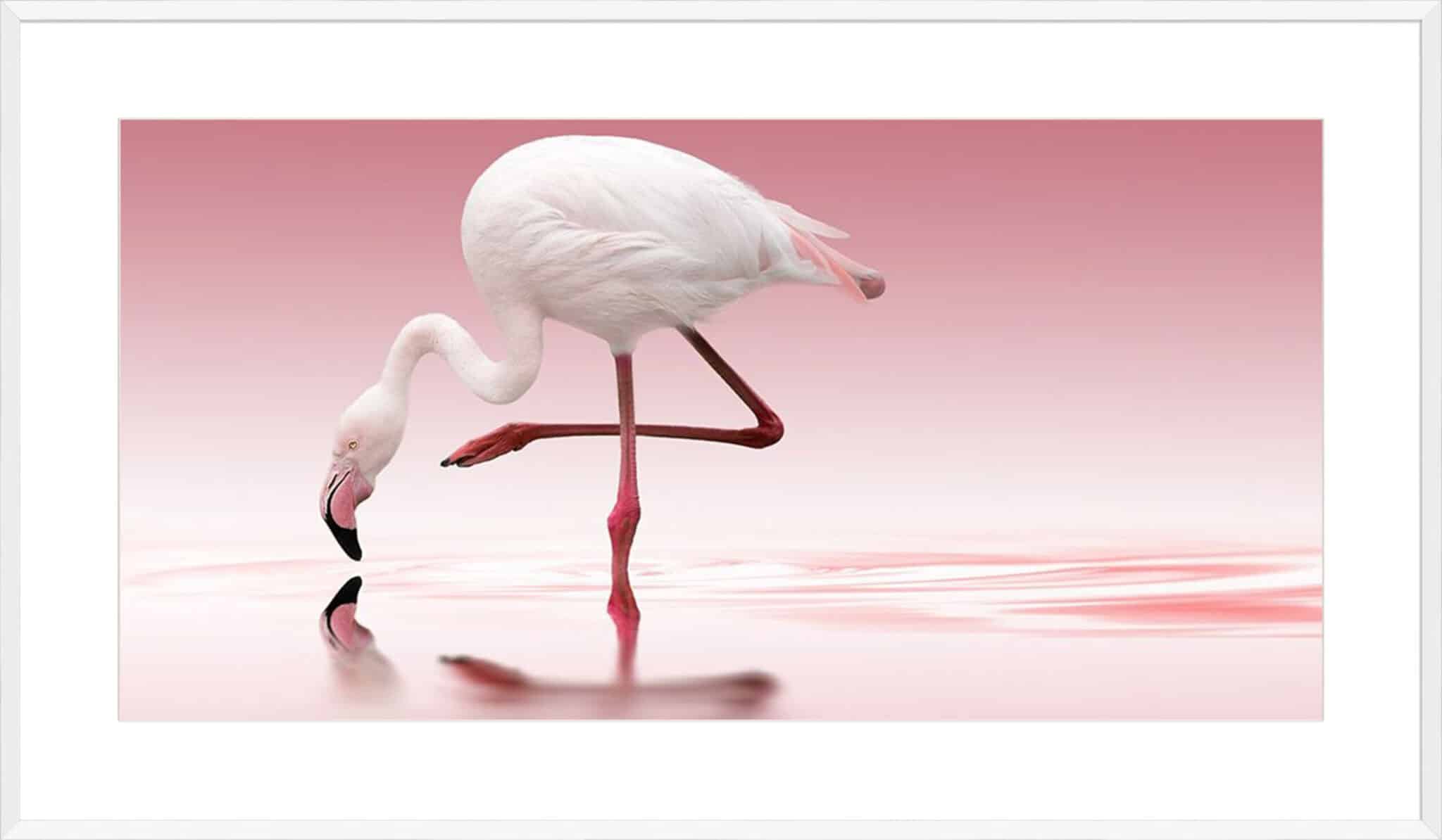 Reindl – Flamingo - 10cm Mount Board - La Grolla