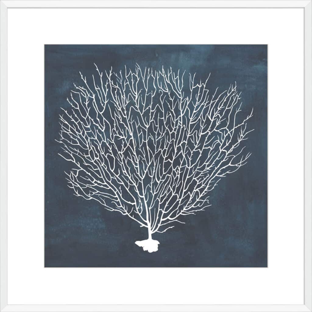 Inverse Sea Fan IV - 10cm Mount Board - La Grolla