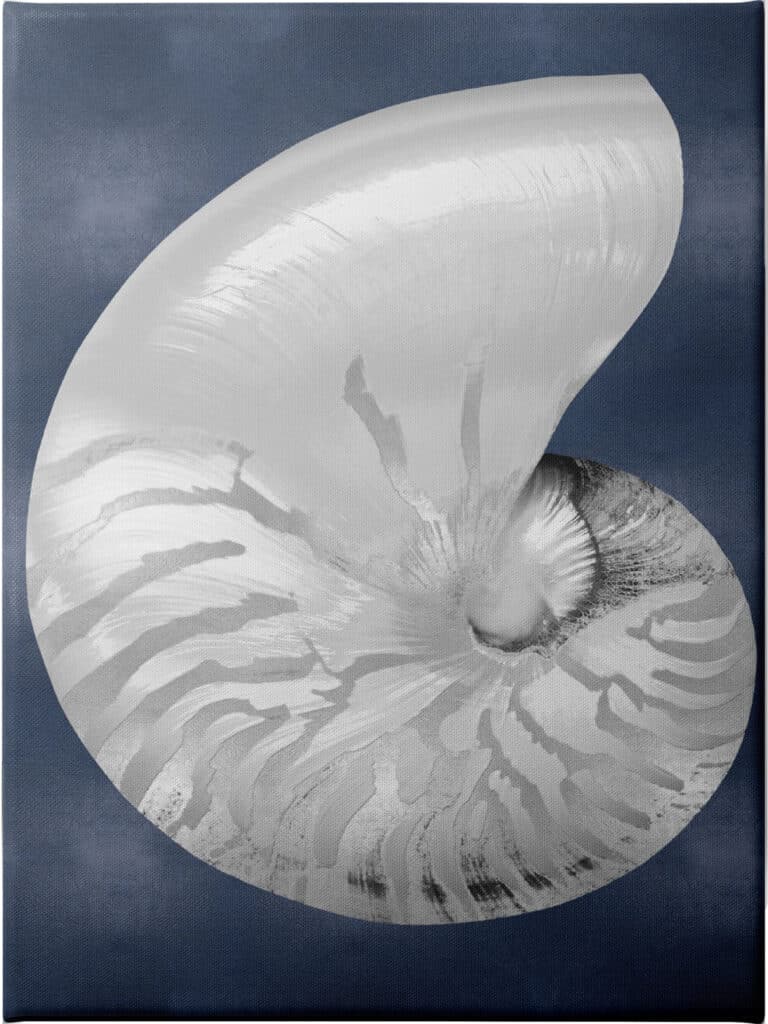 Silver Shell on Indigo Blue II - Unframed Canvas - La Grolla