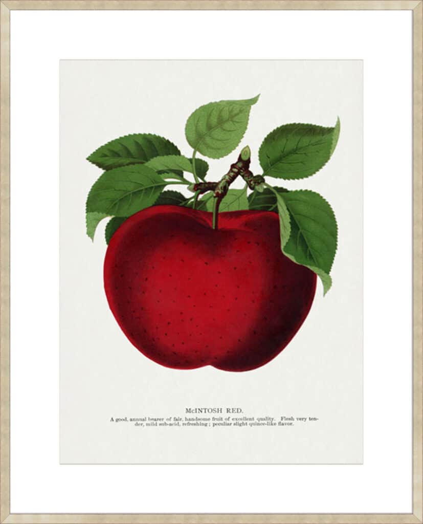 Mcintosh Red Apple Lithograph - 10cm Mount Board - La Grolla