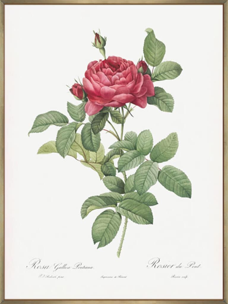 Rosa Gallica Pontiana I - Canvas - La Grolla