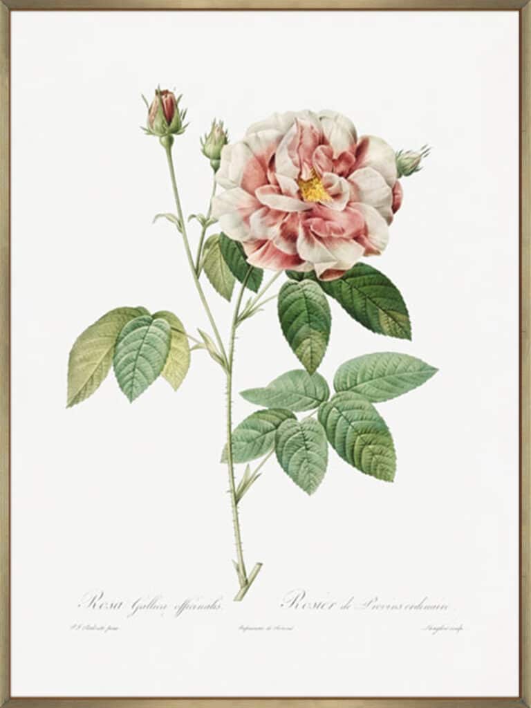 Rosa Gallica - Canvas - La Grolla