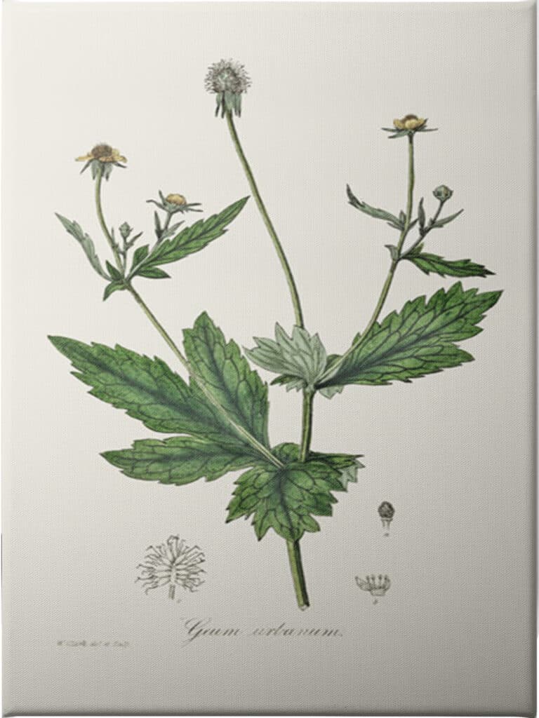 Wood Avens (geum Urbanum) Medical Botany - Unframed Canvas - La Grolla