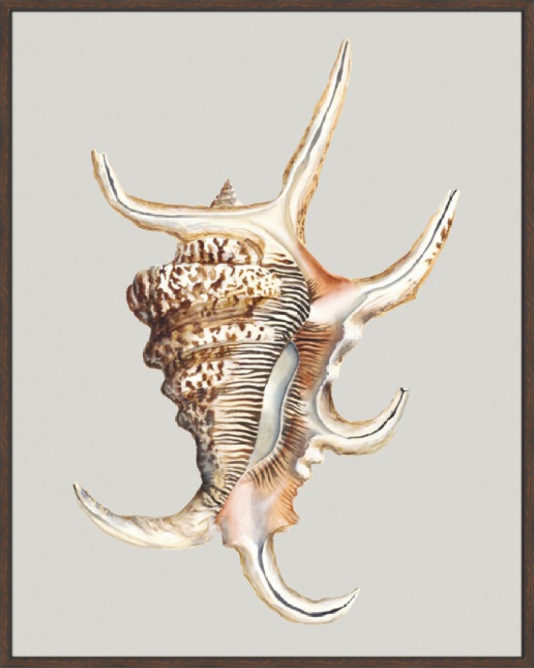 Spider Conch - Canvas - La Grolla